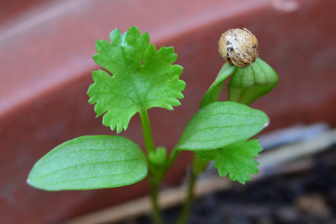 What Does Cilantro Look Like When It Sprouts Some Common Signs Gardenthrone what-does-cilantro-look-like-when-it-sprouts-some-common-signs-gardenthrone