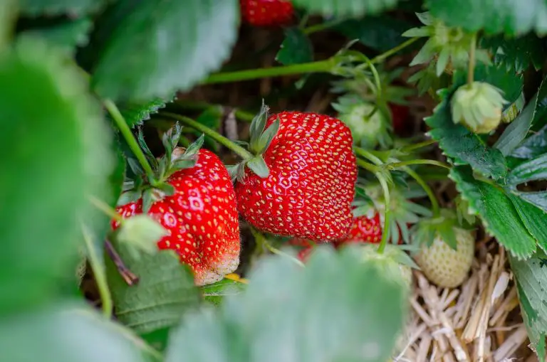 What Causes Holes in Strawberry Leaves? [Two Common Pests] - Gardenthrone