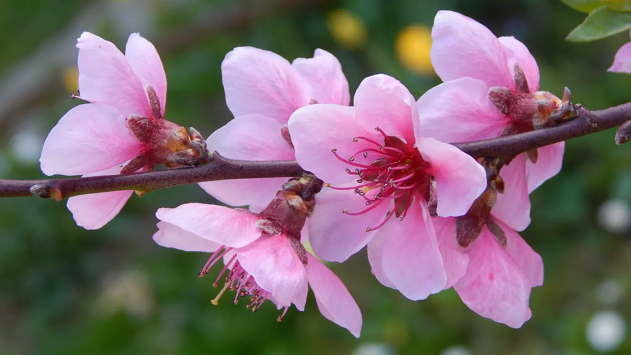 Are Red Haven Peach Trees Self Pollinating? - Gardenthrone