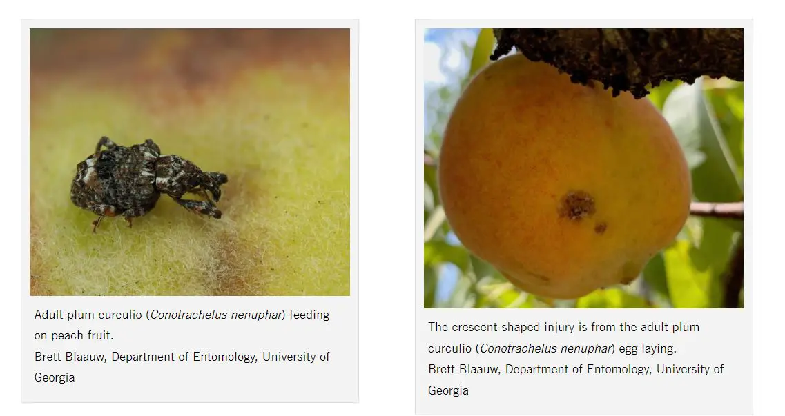 What Insect Is Eating My Peaches? [4 Common Insects & Solution ...
