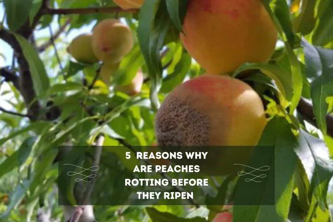 5 Critical Reasons Why Are My Peaches Rotting Before They Ripen ...