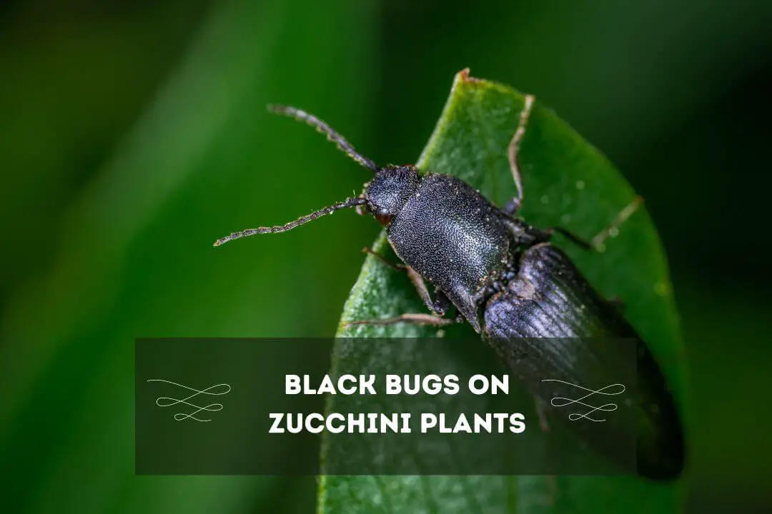 Grey, Black, & Squash Bugs On Zucchini Plants (101 Guide)