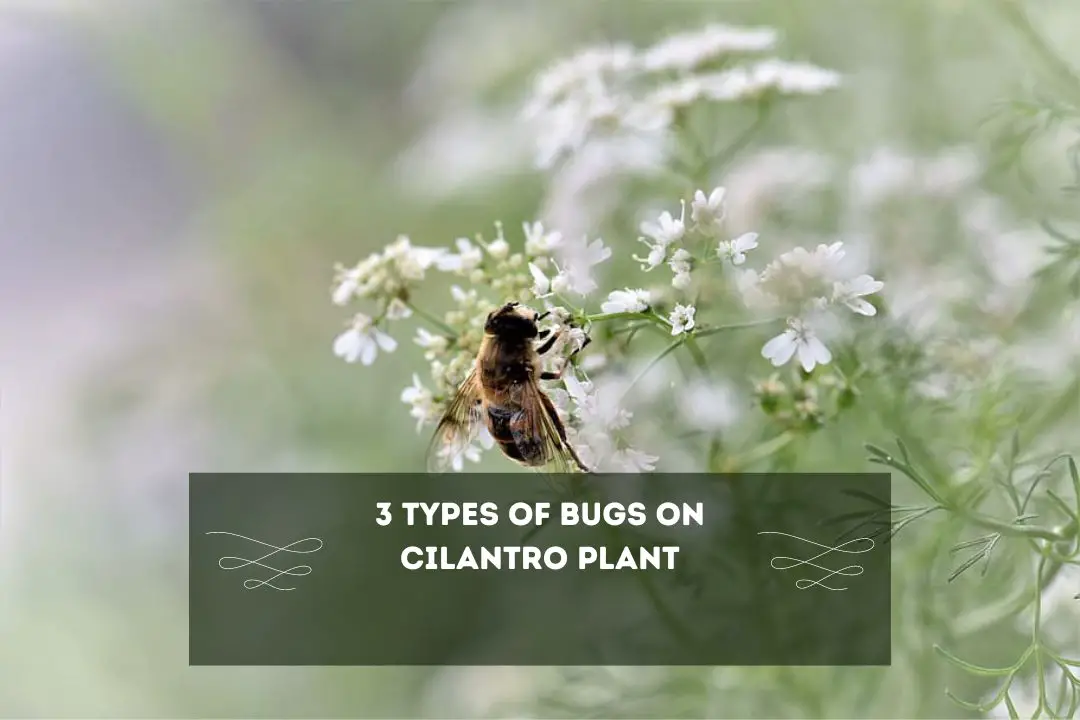 3 Tiny Bugs On Cilantro Plant (+Pics, Signs & Treatment)