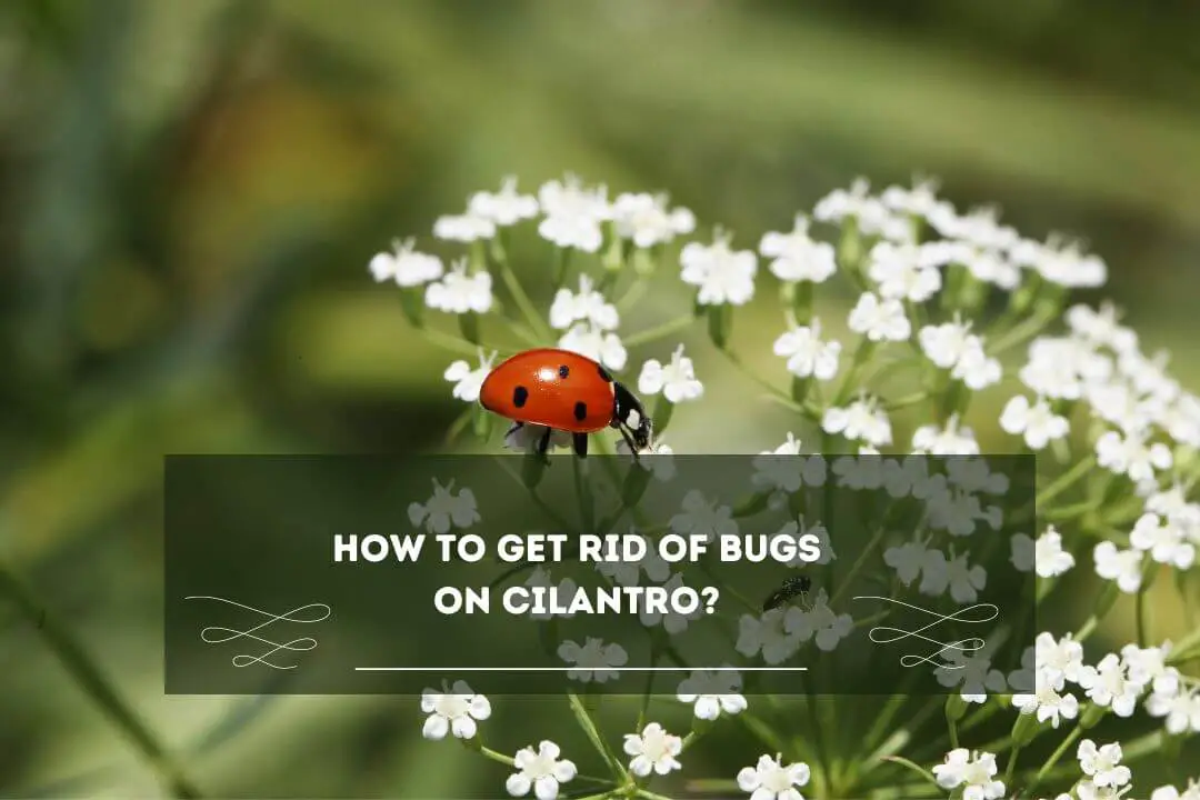 3 Tiny Bugs On Cilantro Plant (+Pics, Signs & Treatment)
