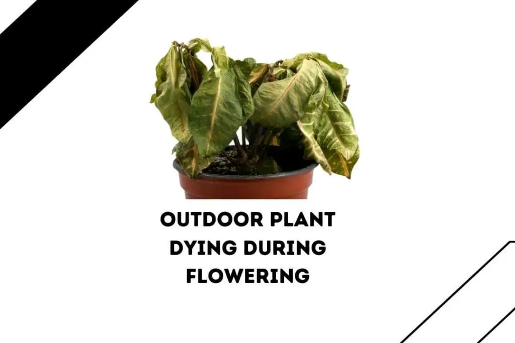 Why Are All My Plants Dying At The Same Time: 7 REASONS With Easy Solution