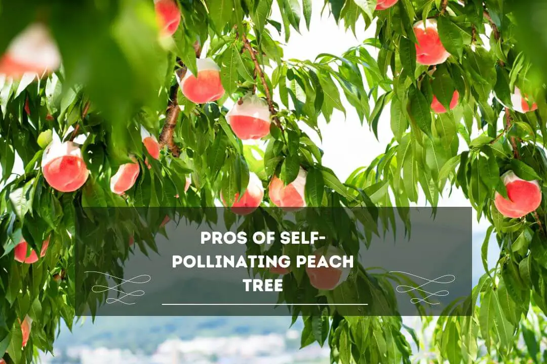 7 Self-pollinating Peach Trees: Are All Peach Trees Self-pollinating?