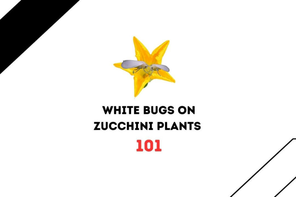 Grey, Black, & Squash Bugs On Zucchini Plants (101 Guide)