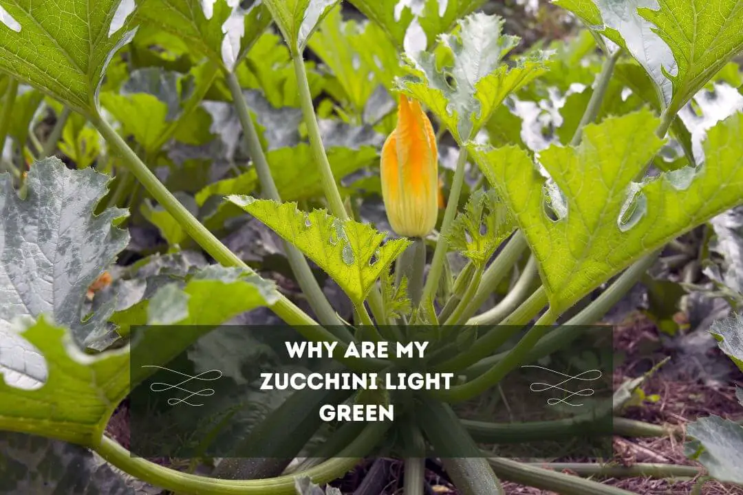 7 Reasons Why Are My Zucchini Light Green?