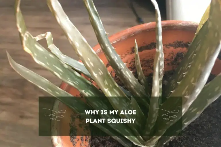 Why Is My Aloe Plant Squishy: 9 Reasons & Easy Solution'