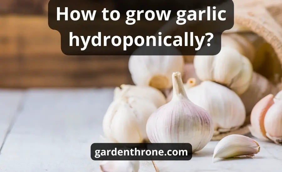 How To Grow Garlic Hydroponically: Top 12 Tips & Best Guide