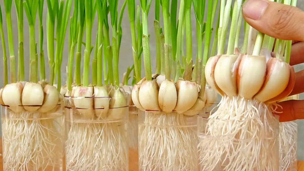 How To Grow Garlic Hydroponically: Top 12 Tips & Best Guide