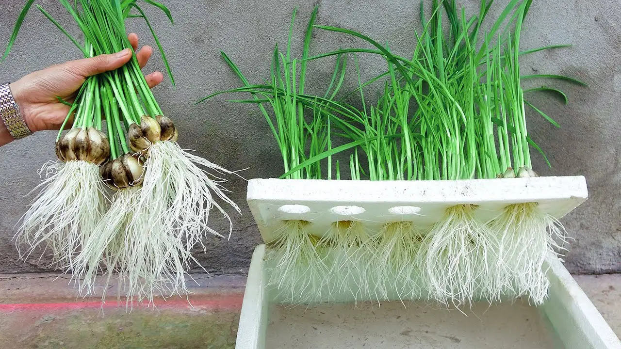 How To Grow Garlic Hydroponically: Top 12 Tips & Best Guide